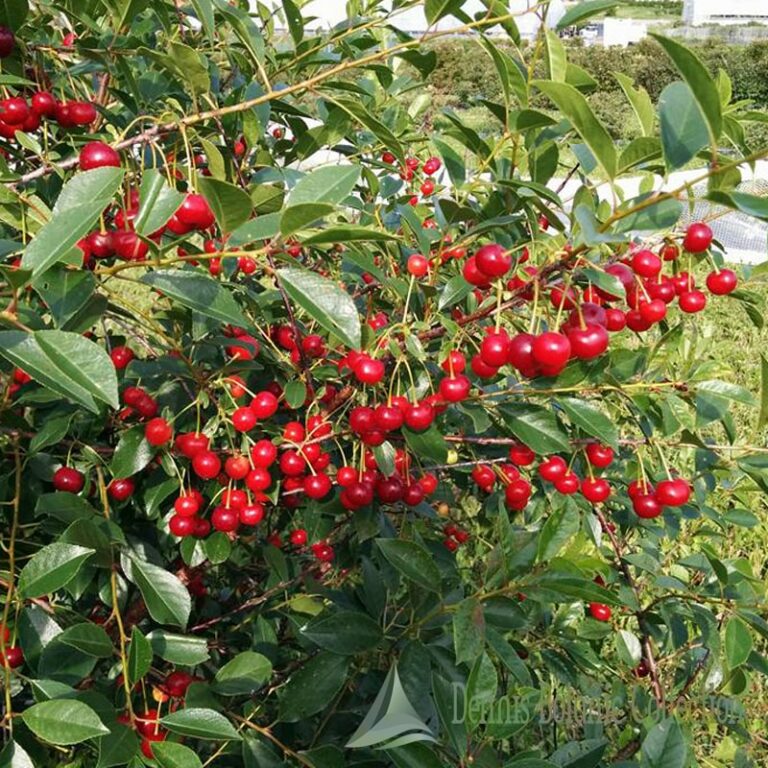 PRUNUS FRUTICOSA X CERASUS BUSH CHERRY - CILIEGIO A CESPUGLIO (VAR ...