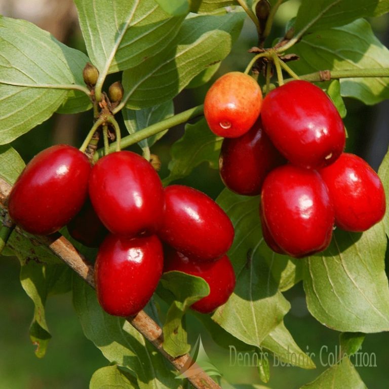 CORNUS MAS - CORNIOLO - Dennis Botanic Collection