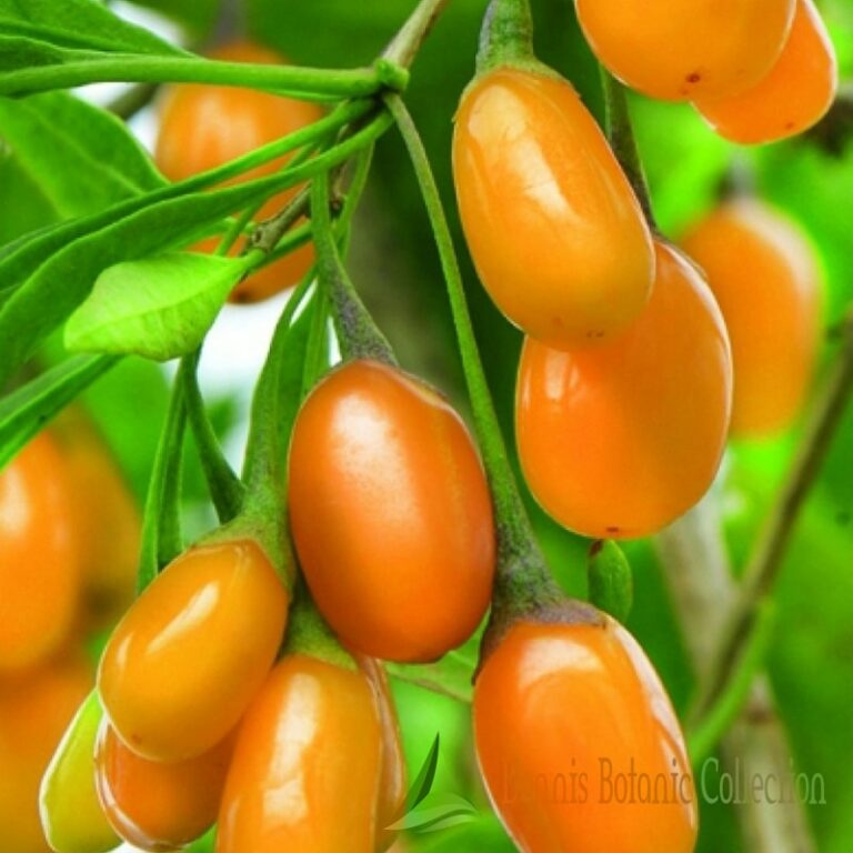 LYCIUM BARBARUM GIALLO - GOJI GIALLO (VAR. AMBER SWEET GOLD) - Dennis ...