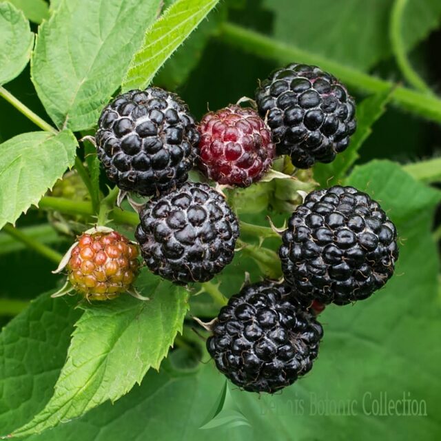 RUBUS OCCIDENTALIS - LAMPONE NERO (VAR. BLACK JEWEL) - Dennis Botanic ...