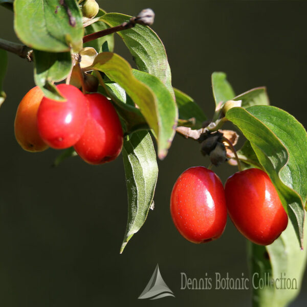 CORNUS MAS - CORNIOLO INNESTATO (VAR. KASANLAKER) - Dennis Botanic ...