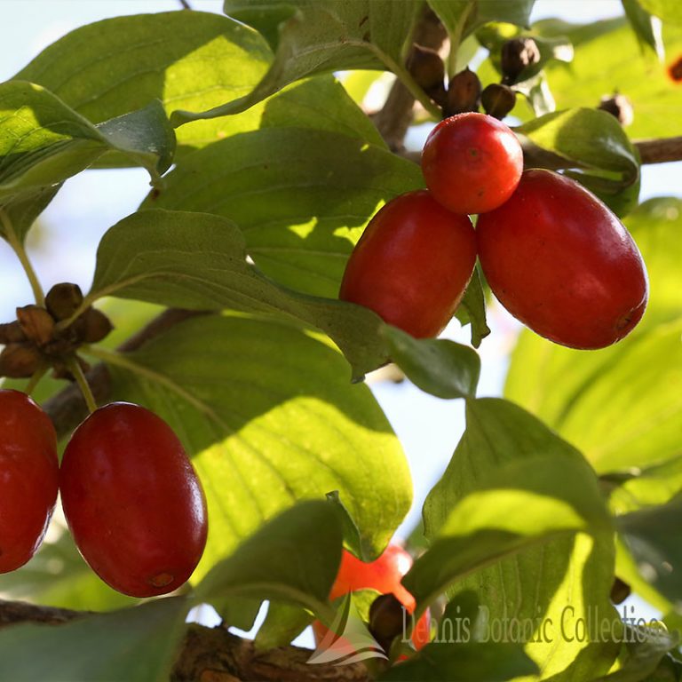 CORNUS MAS - CORNIOLO INNESTATO (VAR. JOLICO) - Dennis Botanic Collection