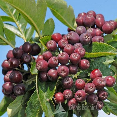 SORBUS AUCUPARIA X SORBARONIA - SORBO (VAR. BURKA) - Dennis Botanic ...