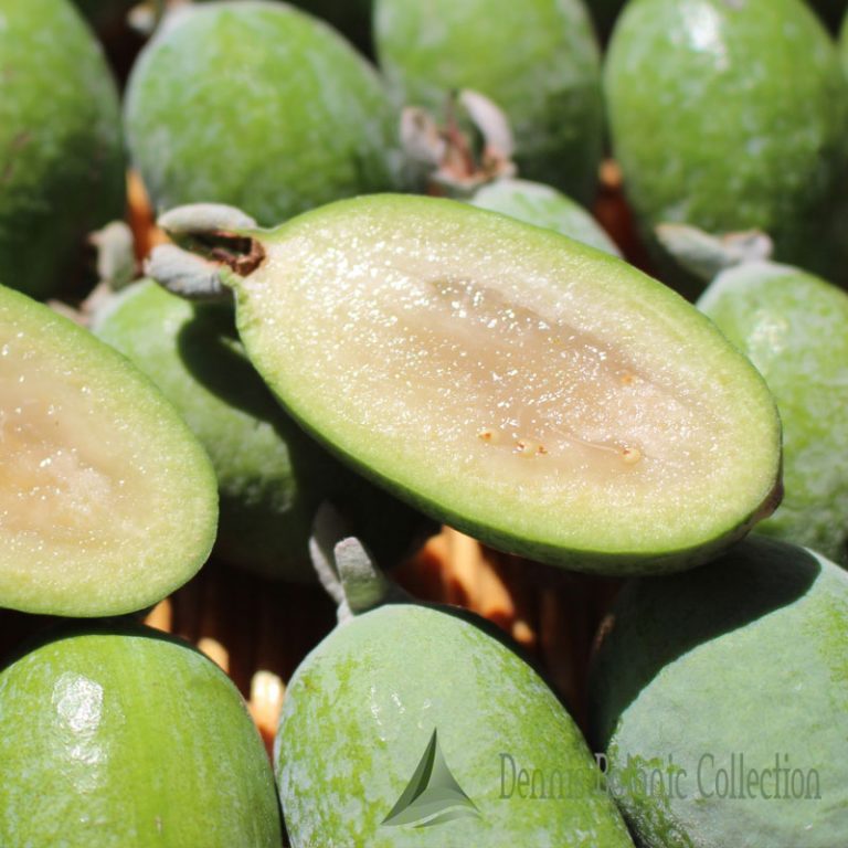 ACCA SELLOWIANA - FEIJOA AUTOFERTILE (VAR. UNIQUE) - Dennis Botanic ...