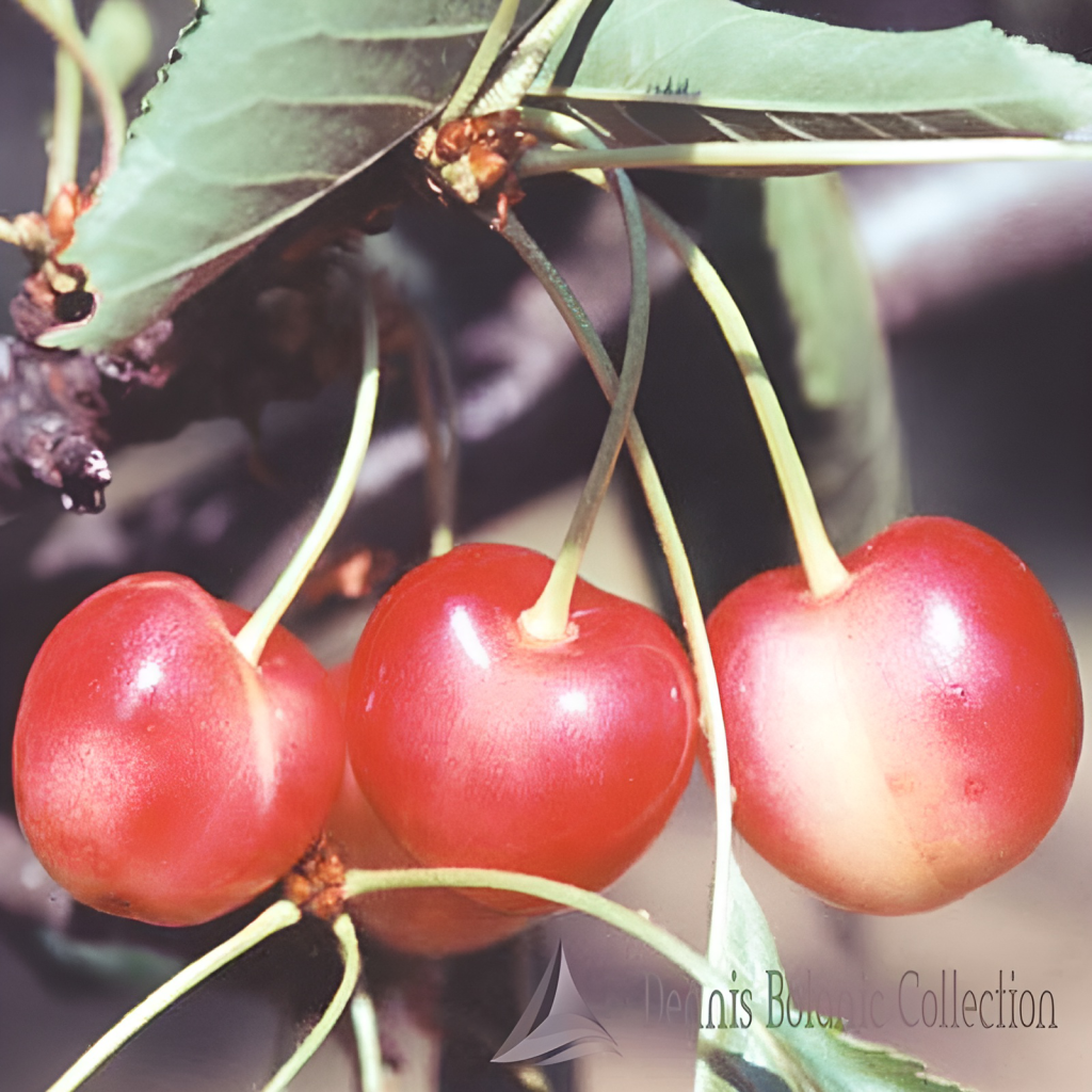 CILIEGIO (VAR. GRAFFIONE BIANCO) - PRUNUS AVIUM - Dennis Botanic Collection