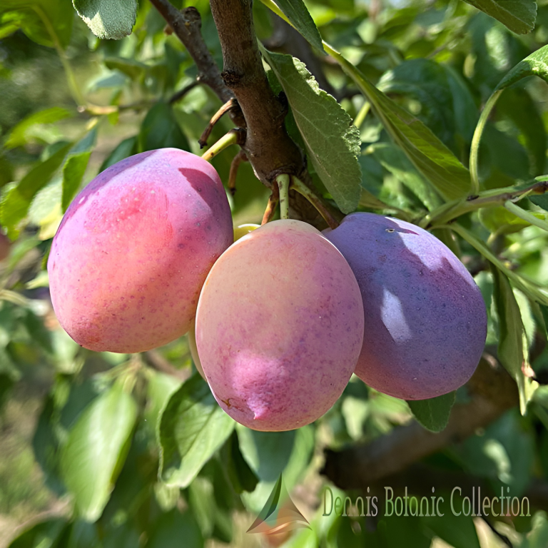 SUSINO (VAR. APRÀ) - PRUNUS DOMESTICA - Dennis Botanic Collection