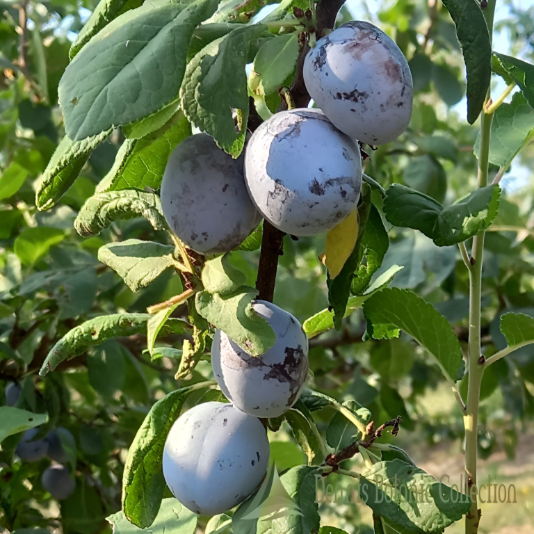 SUSINO (VAR. SANTA ROSA) - PRUNUS DOMESTICA - Dennis Botanic Collection