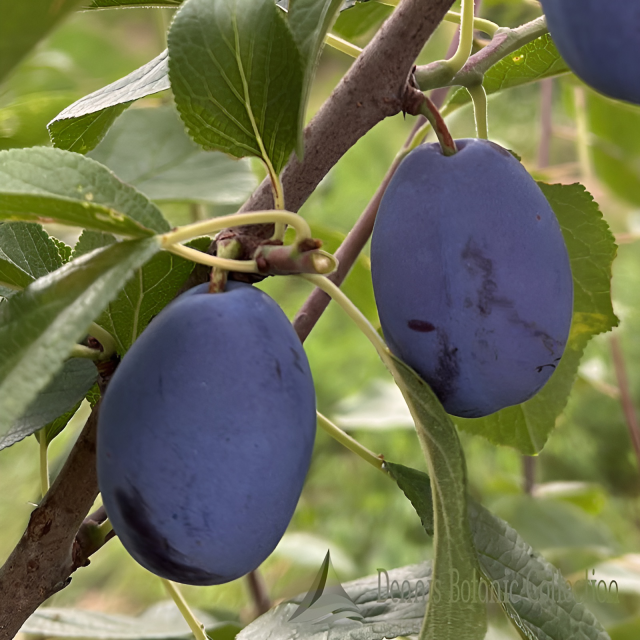 SUSINO (VAR. SANTA ROSA) - PRUNUS DOMESTICA - Dennis Botanic Collection