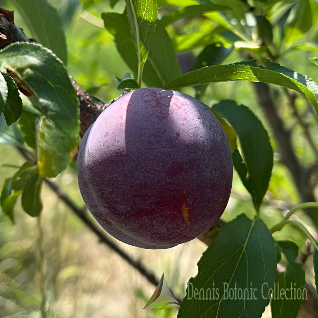 SUSINO (VAR. SANTA ROSA) - PRUNUS DOMESTICA - Dennis Botanic Collection