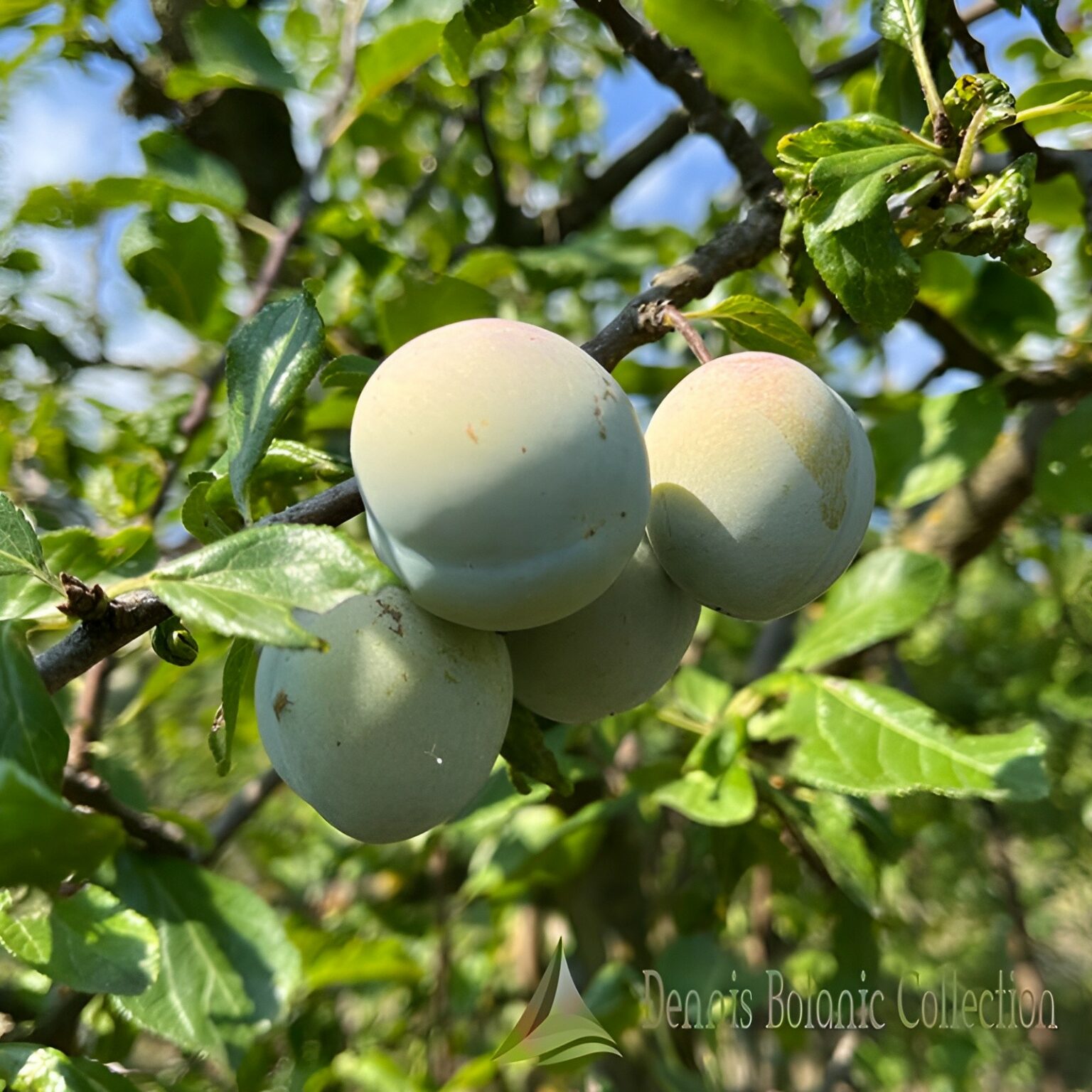 SUSINO (VAR. GAIOTTI) - PRUNUS DOMESTICA - Dennis Botanic Collection
