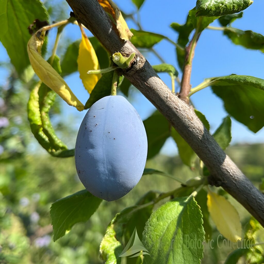SUSINO (VAR. SETTEMBRINA OVALE) - PRUNUS DOMESTICA - Dennis Botanic ...