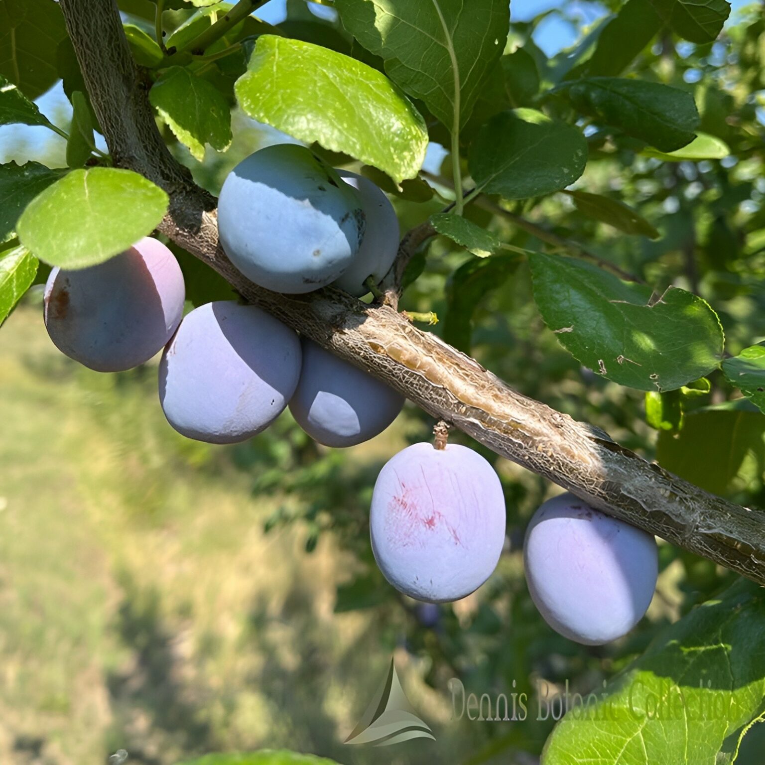 SUSINO (VAR. SANTA ROSA) - PRUNUS DOMESTICA - Dennis Botanic Collection