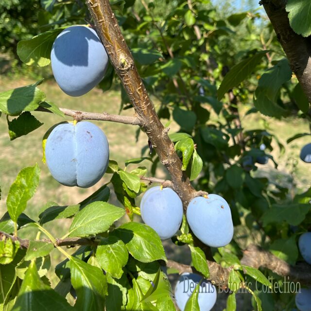 SUSINO (VAR. SANTA ROSA) - PRUNUS DOMESTICA - Dennis Botanic Collection