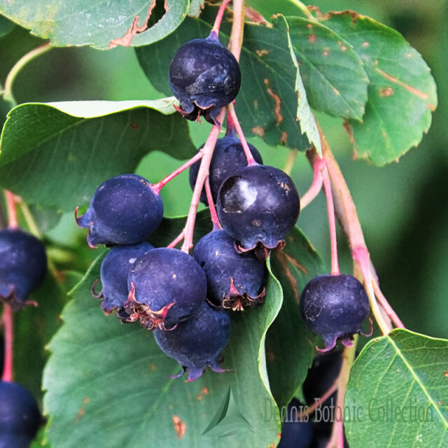 AMELANCHIER ALNIFOLIA - SASKATOON BERRY (VAR. NORTHLINE) - Dennis ...