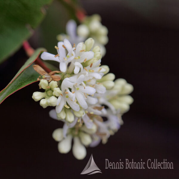 SEVEN-SON FLOWER (VAR. TIANSHAN) - HEPTACODIUM MICONIOIDES - Dennis ...