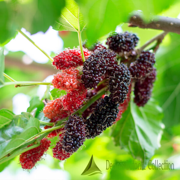 MORUS ALBA X RUBRA (VAR. WELLINGTON) - GELSO NERO - Dennis Botanic ...