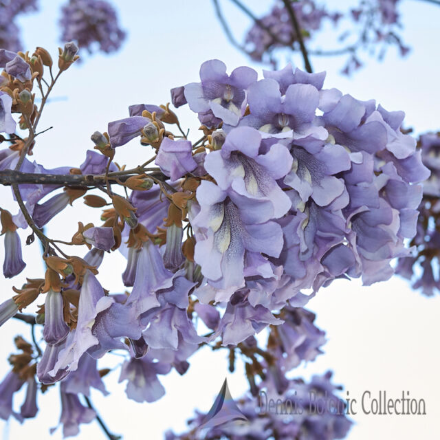 PAULOWNIA TOMENTOSA - Dennis Botanic Collection