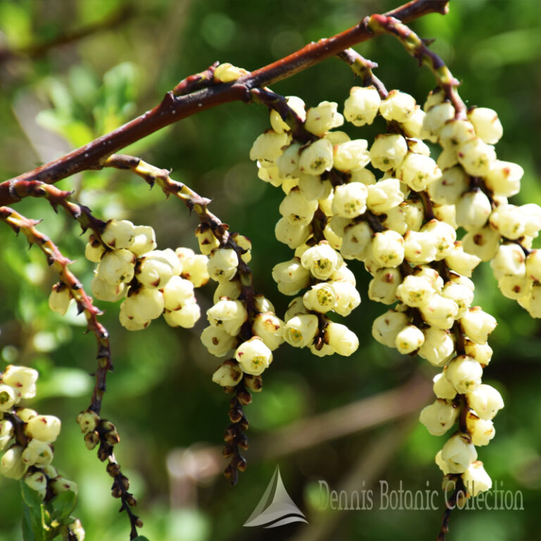 STACHYURUS PRAECOX - Dennis Botanic Collection