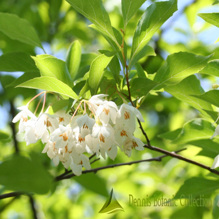 JAPANESE SNOWBELL (VAR. JUNE SNOW) - STYRAX JAPONICUS - Dennis Botanic ...