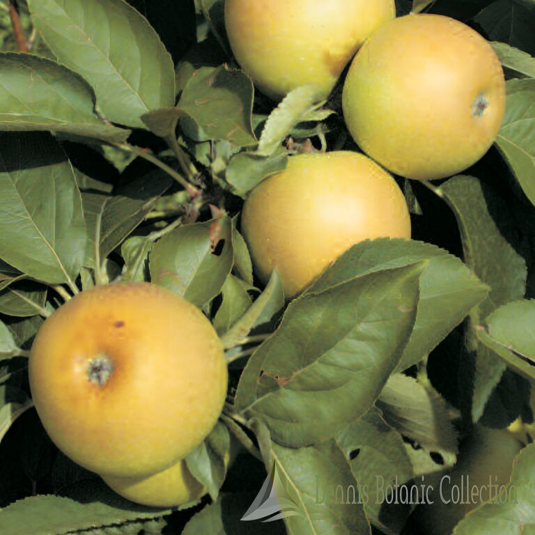 MELO (VAR. DOMINICI) - MALUS DOMESTICA - Dennis Botanic Collection