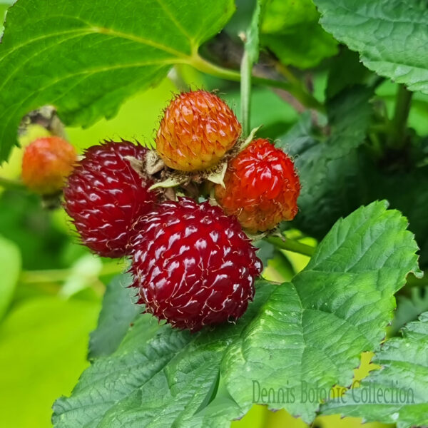 RUBUS CRATAEGIFOLIUS - LAMPONE COREANO (VAR. RASPBERRY TOWER) - Dennis ...